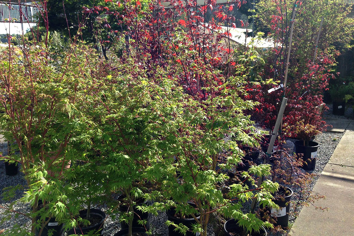 Shade Trees - Alladin Nursery